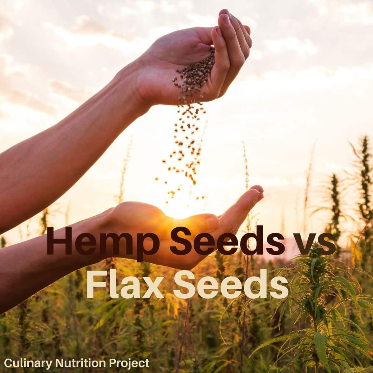 Hemp Seeds vs Flax Seeds: The Most Comprehensive Review